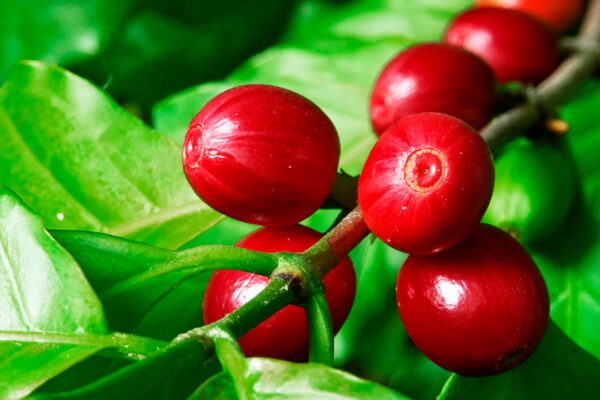 Kowen - Disagro Nicaragua